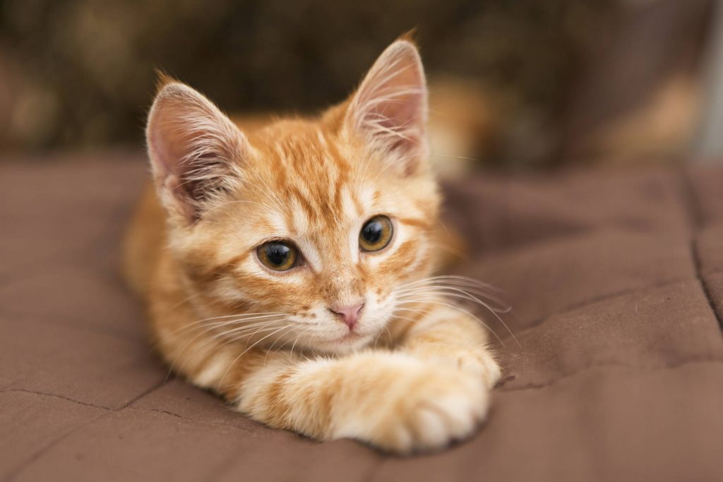 Il Se Demande Pourquoi Les Internautes Aiment Les Photos De Chats Et Ce